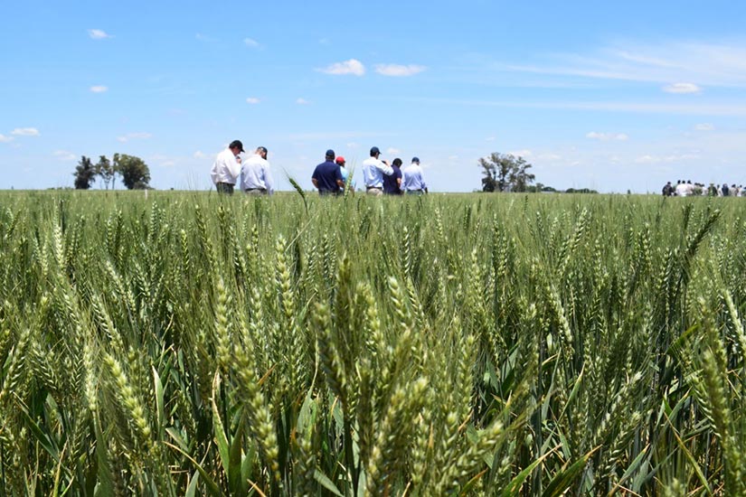 Tecnología HB4 en trigo, conquista el mercado australiano - INBIO